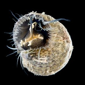 The Biodiversity of Singapore- Chilodontidae sp. 6