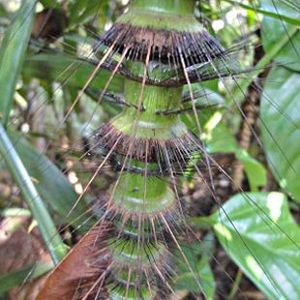 The Biodiversity of Singapore- Daemonorops sabut