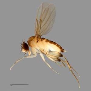 The Biodiversity of Singapore- Phoridae sp. ZRC_BDP0033013