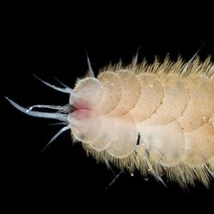 The Biodiversity of Singapore- Polynoidae sp. SS-1740