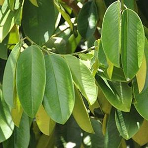 The Biodiversity of Singapore- Stemonurus scorpioides