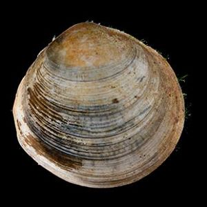 The Biodiversity of Singapore- Cyclotellina remies