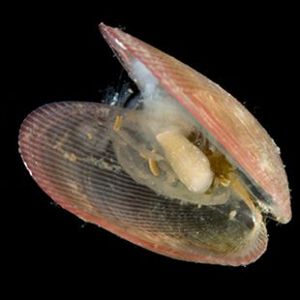 The Biodiversity of Singapore- Mytilidae sp. 7