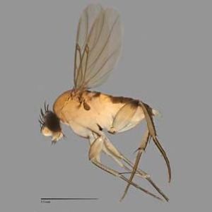 The Biodiversity of Singapore- Megaselia sp. ZRC_BDP0032807