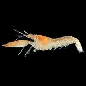 The Biodiversity of Singapore- Alpheus pubescens