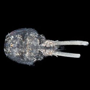 The Biodiversity of Singapore- Caligus sp. JS-1817