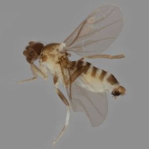 The Biodiversity of Singapore- Phoridae sp. ZRC_BDP0000468