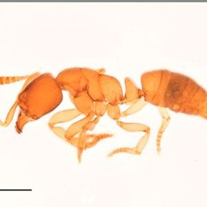 The Biodiversity of Singapore- Cryptopone sp.