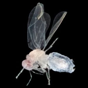 The Biodiversity of Singapore- Hemiptera sp. ZRC_BDP0143740