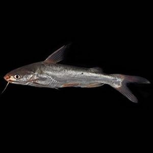 The Biodiversity of Singapore- Arius venosus