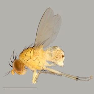The Biodiversity of Singapore- Homoneura sp. ZRCBDP0025417