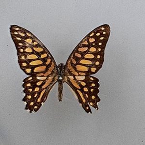 The Biodiversity of Singapore- Graphium arycles arycles?