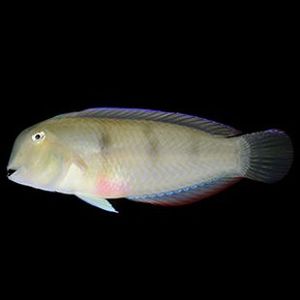 The Biodiversity of Singapore- Labridae sp. SS-2085