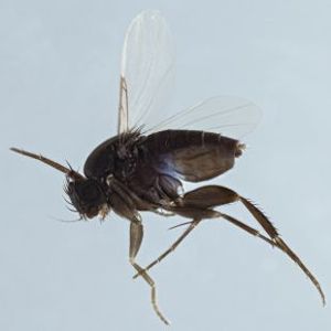 The Biodiversity of Singapore- Phoridae sp. ZRC_BDP0000411