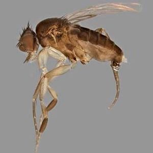 The Biodiversity of Singapore- Phoridae sp. ZRC_BDP003248/ZRC_BDP0033280