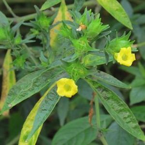 The Biodiversity of Singapore- Strobilanthes crispus