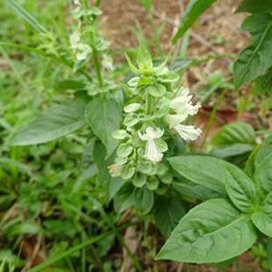 The Biodiversity of Singapore- Ocimum basilicum
