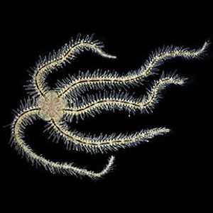 The Biodiversity of Singapore- Ophiothrix (Ophiothrix) sp. 22