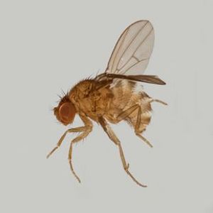 The Biodiversity of Singapore- Drosophila sp. ZRC_BDP0025508