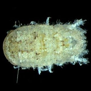 The Biodiversity of Singapore- Sphaeromatidae sp. 31