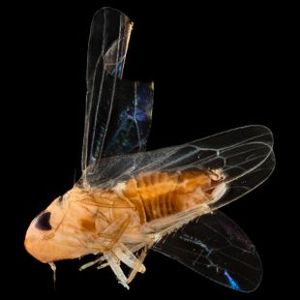 The Biodiversity of Singapore- Hemiptera sp. ZRC_BDP0172736