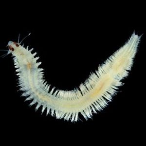 The Biodiversity of Singapore- Nereididae sp. INT-1365