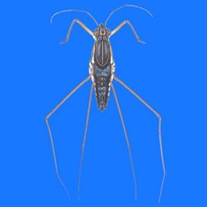 The Biodiversity of Singapore- Limnogonus hungerfordi