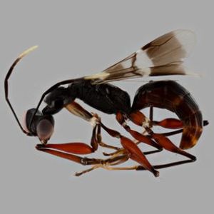 The Biodiversity of Singapore- Dryinidae sp. ZRC_BDP0345241