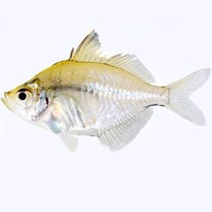 The Biodiversity of Singapore- Parambassis siamensis