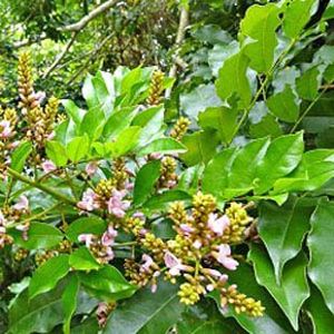 The Biodiversity of Singapore- Andira inermis