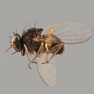 The Biodiversity of Singapore- Calyptratae sp. ZRC_BDP0135521