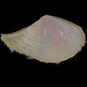 The Biodiversity of Singapore- Nuculanidae sp.