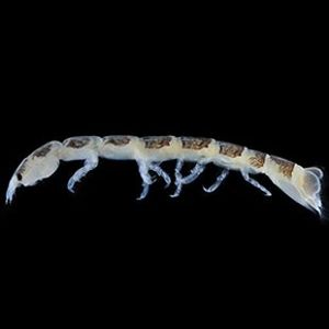 The Biodiversity of Singapore- Anthuridae sp. 3