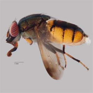 The Biodiversity of Singapore- Rhiniidae sp. ZRC_BDP00056578