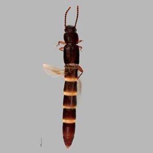 The Biodiversity of Singapore- Lispinus sp. ZRCBDP0060054