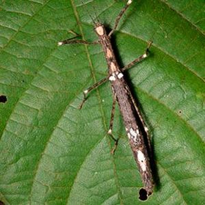 The Biodiversity of Singapore- Asceles tanarata