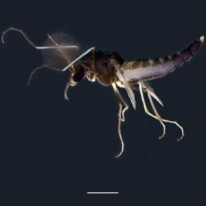 The Biodiversity of Singapore- Cricotopus sp. "GC52"