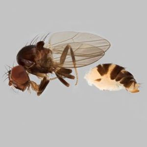 The Biodiversity of Singapore- Drosophilinae sp. ZRC_BDP0137557