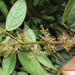 The Biodiversity of Singapore- Agelaea borneensis