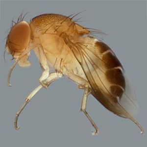 The Biodiversity of Singapore- Gitona? sp. ZRC_BDP0091043