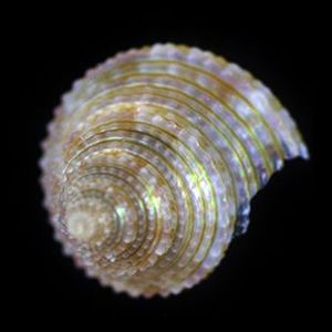 The Biodiversity of Singapore- Trochidae sp. 1