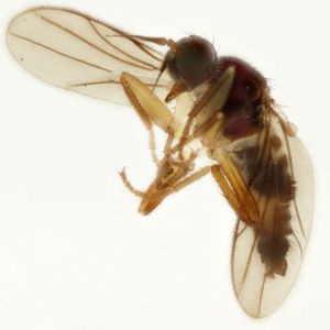 The Biodiversity of Singapore- Elaphropeza shufenae