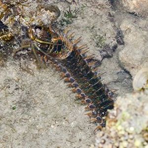 The Biodiversity of Singapore- Eunice sp.