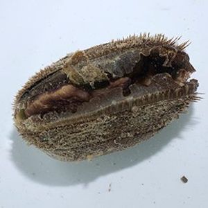 The Biodiversity of Singapore- Barbatia amygdalumtostum