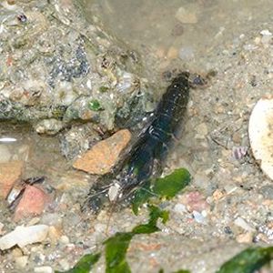 The Biodiversity of Singapore- Alpheidae sp.