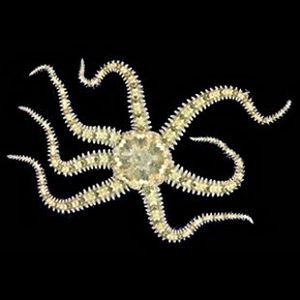 The Biodiversity of Singapore- Ophiactis cf. savignyi