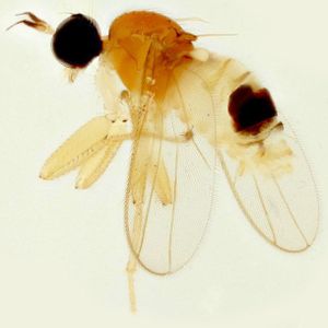 The Biodiversity of Singapore- Elaphropeza chanoides