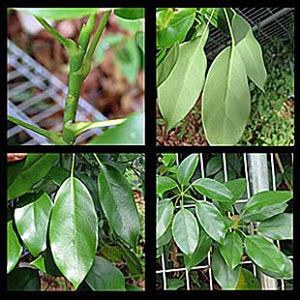 The Biodiversity of Singapore- Schefflera elliptica
