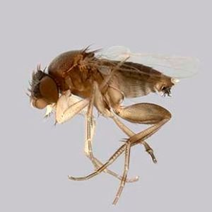 The Biodiversity of Singapore- Phoridae sp. ZRC_BDP0031765