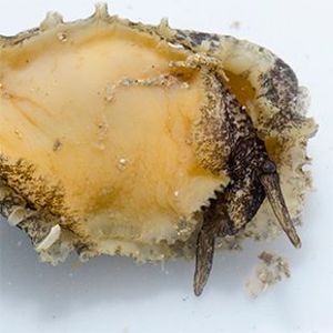 The Biodiversity of Singapore- Scutus sp. 3